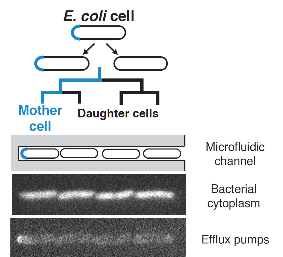 ISTA | Same but different