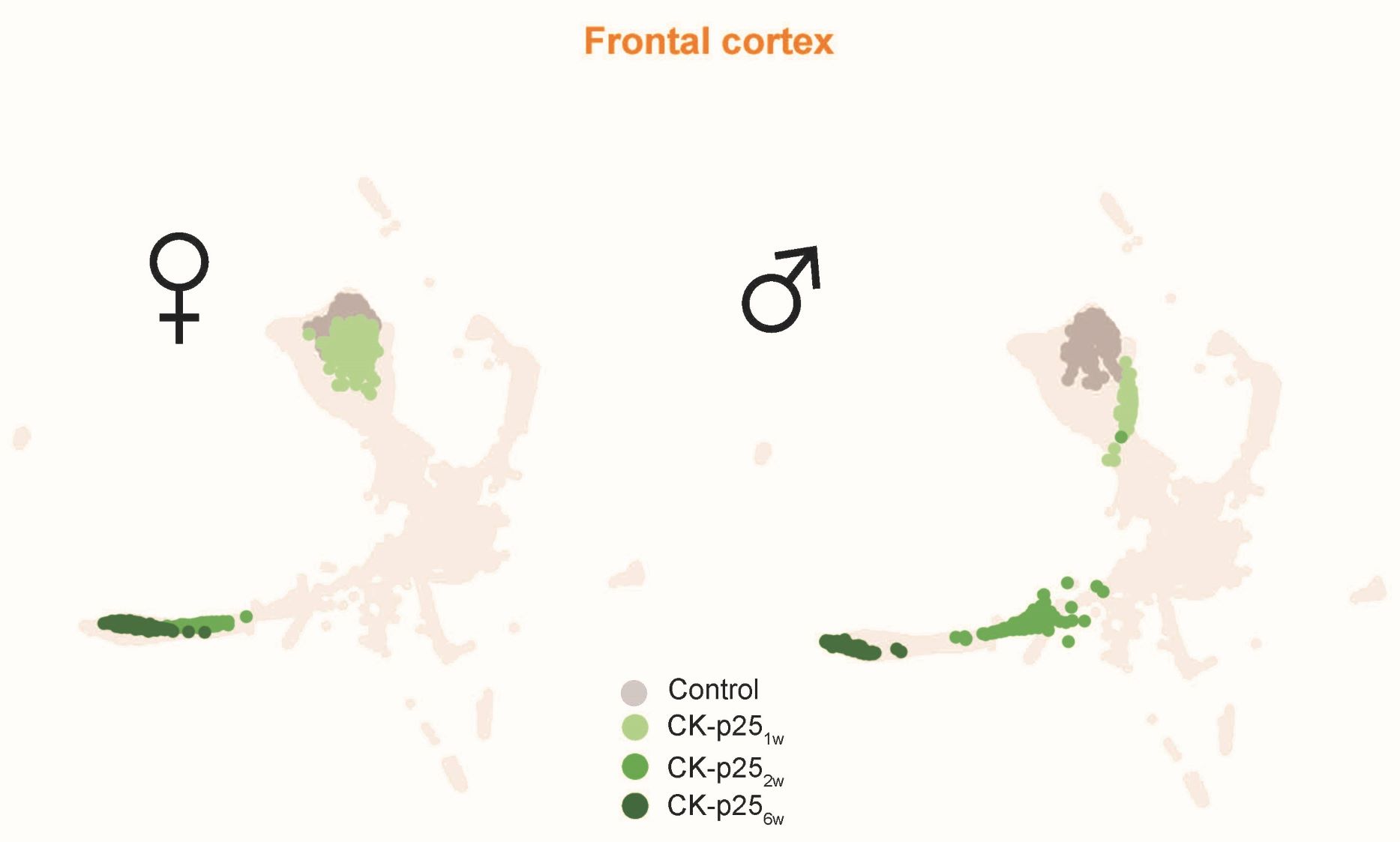 ISTA | MorphOMICs: Revealing the Hidden Meaning of Microglia Shape